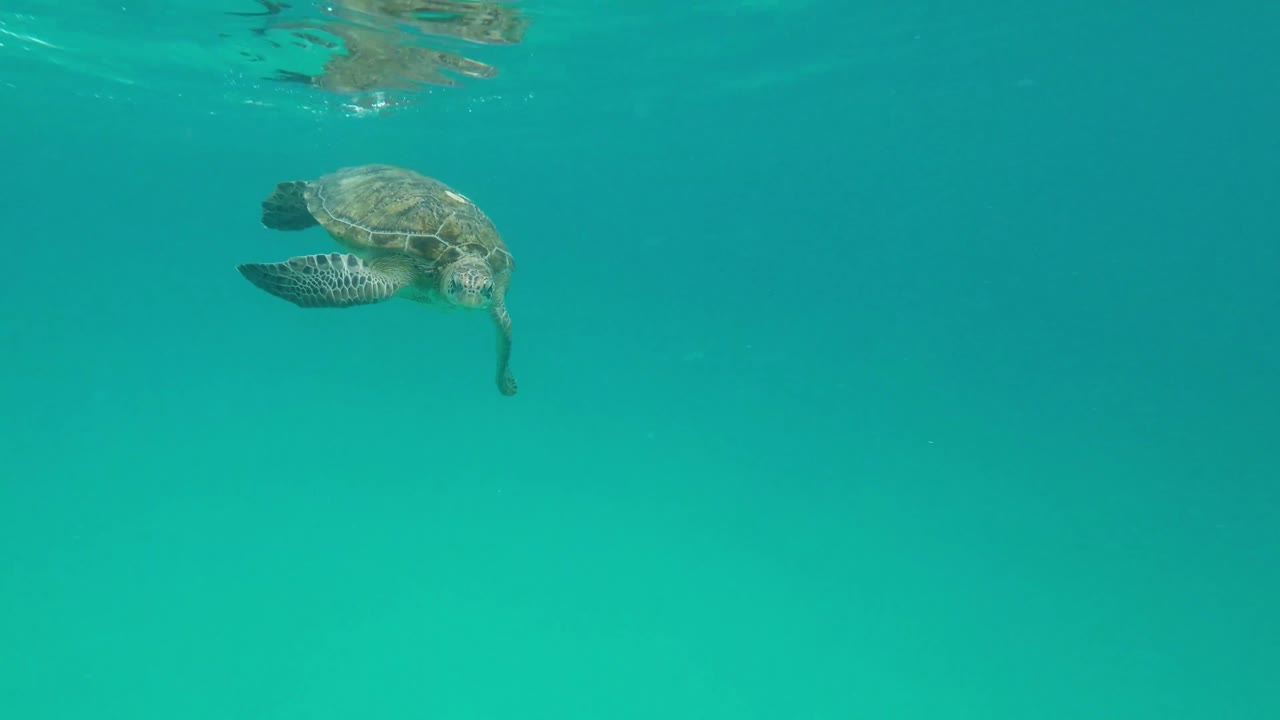 Premium stock video - Sea turtle on redang island, malaysia