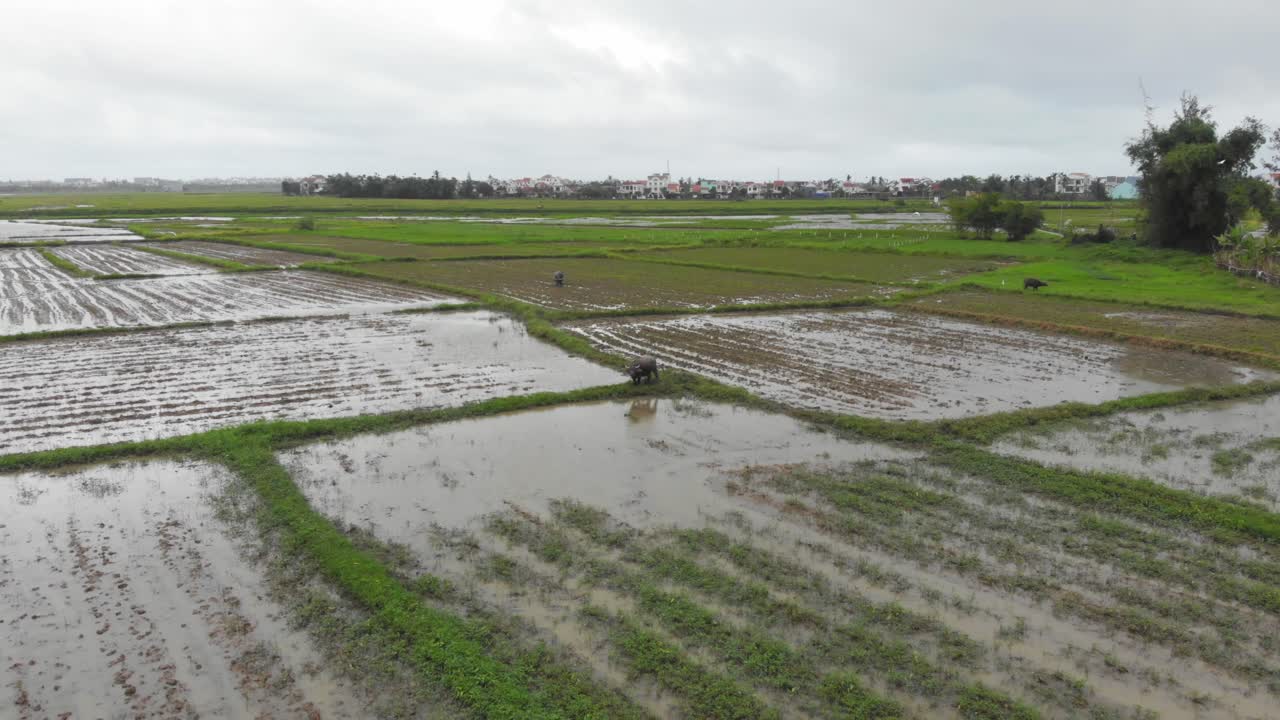 Wet Agricultural Rice Fields With Water Buffalo And Rice Crops Growing ...