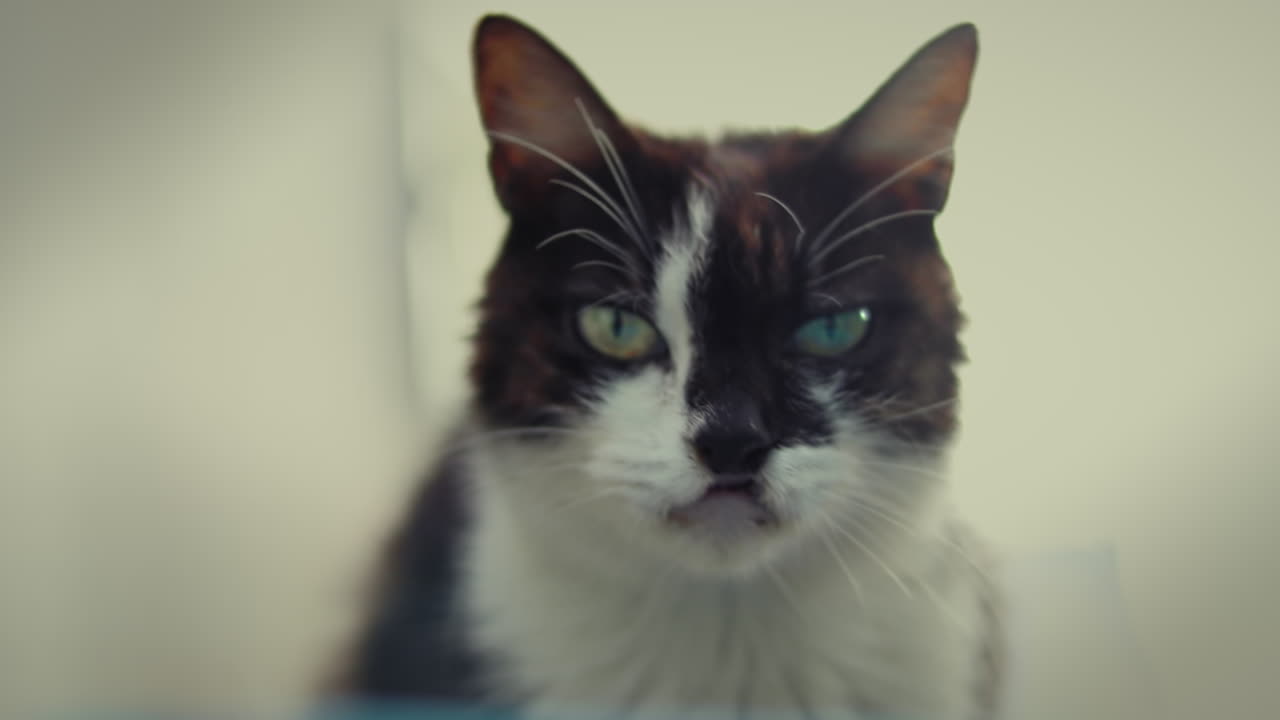 Premium stock video - Cat with a cleft lip in an animal shelter