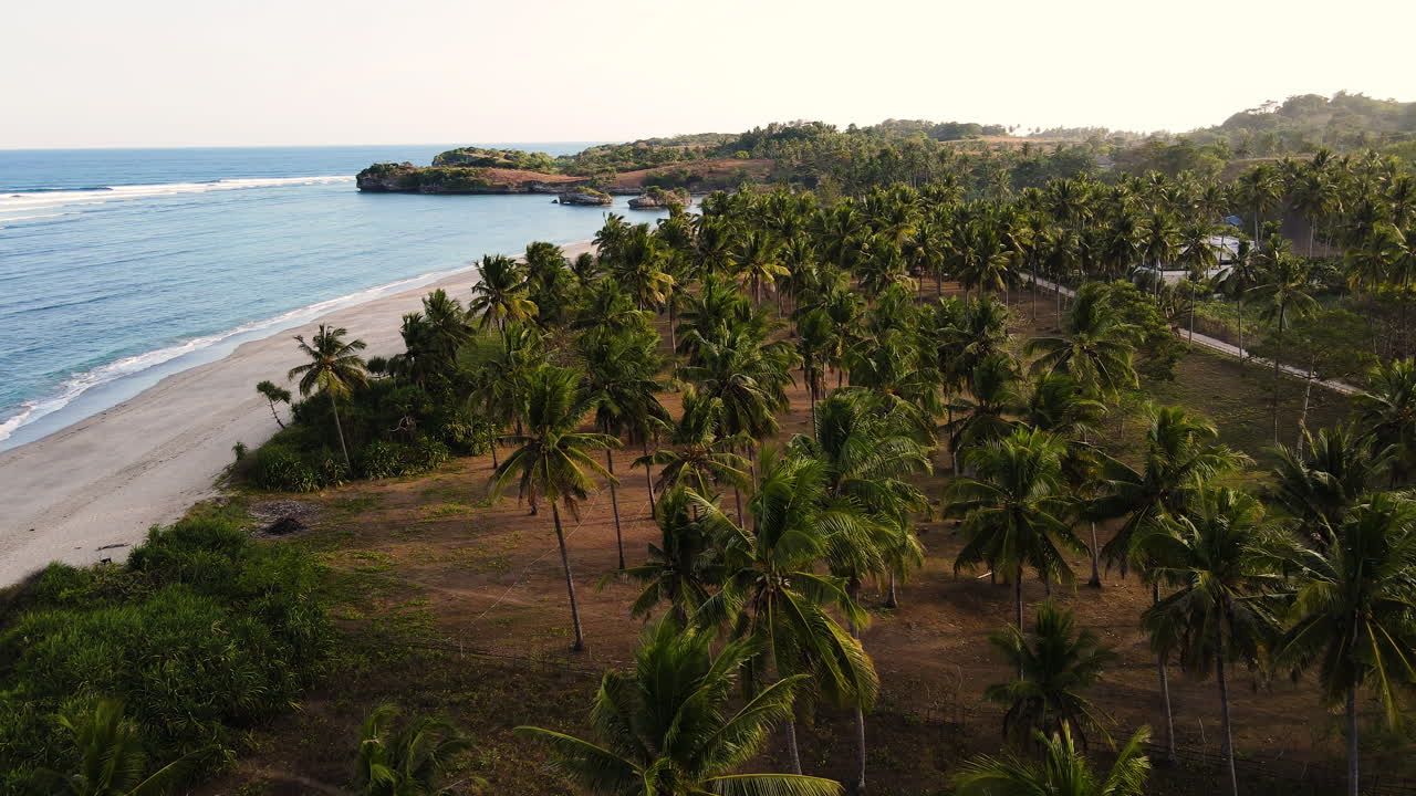Premium stock video - Coconut palm trees at the coast of pantai watu ...