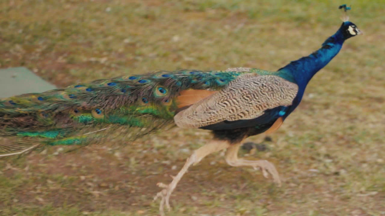 Premium stock video - Colorful beautiful peacock running on the grass