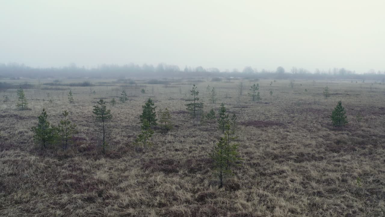 Swamp In A Mist And Fog With Single Standing Trees And Grey Grass And ...