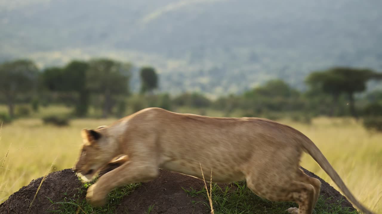 Premium stock video - Slow motion of lion playing and running on ...
