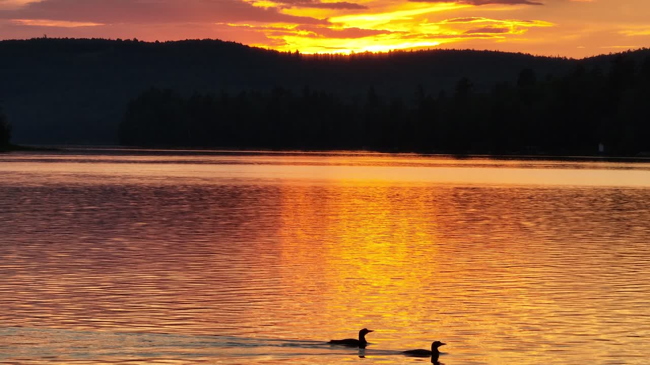 Premium stock video - Two loons swim majestically in front of the ...