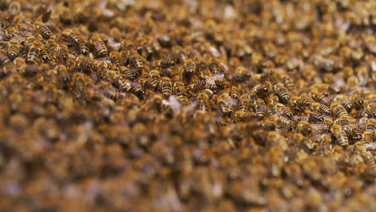 Premium stock video - Large family of bees enters hive