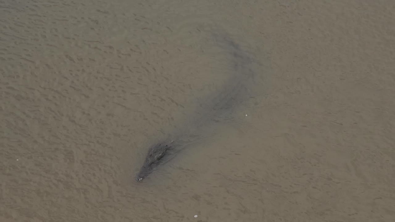 Crocodile Shape Visible Through Water In Tarcoles River Free Stock ...