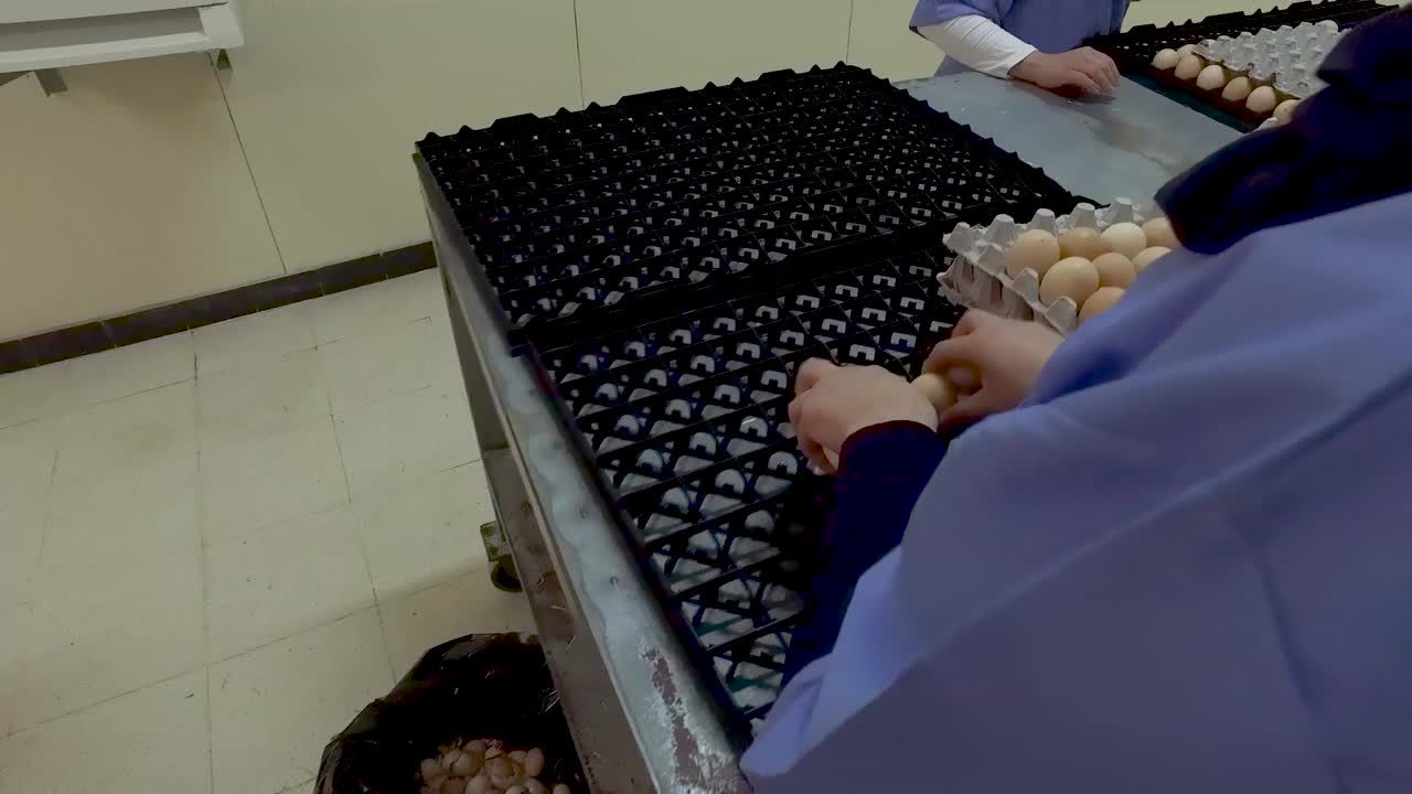 Manual Sorting Of Eggs To Put Them In The Hatchery Free Stock Video ...