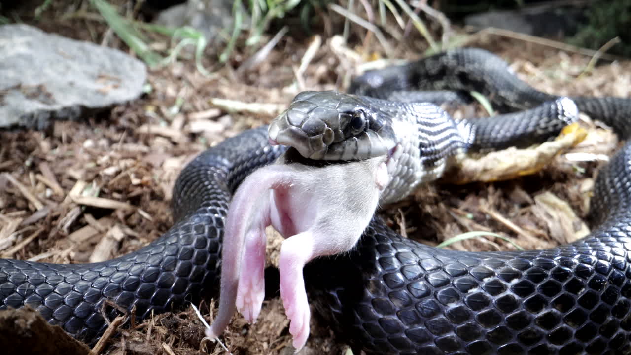 Premium stock video - Rack focus to black rat snake eating a mouse
