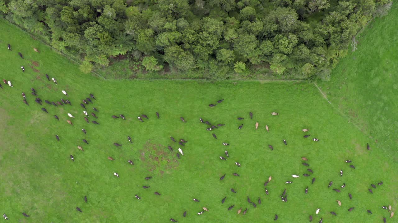 Premium stock video - Directly above herd of domestic cows livestock ...