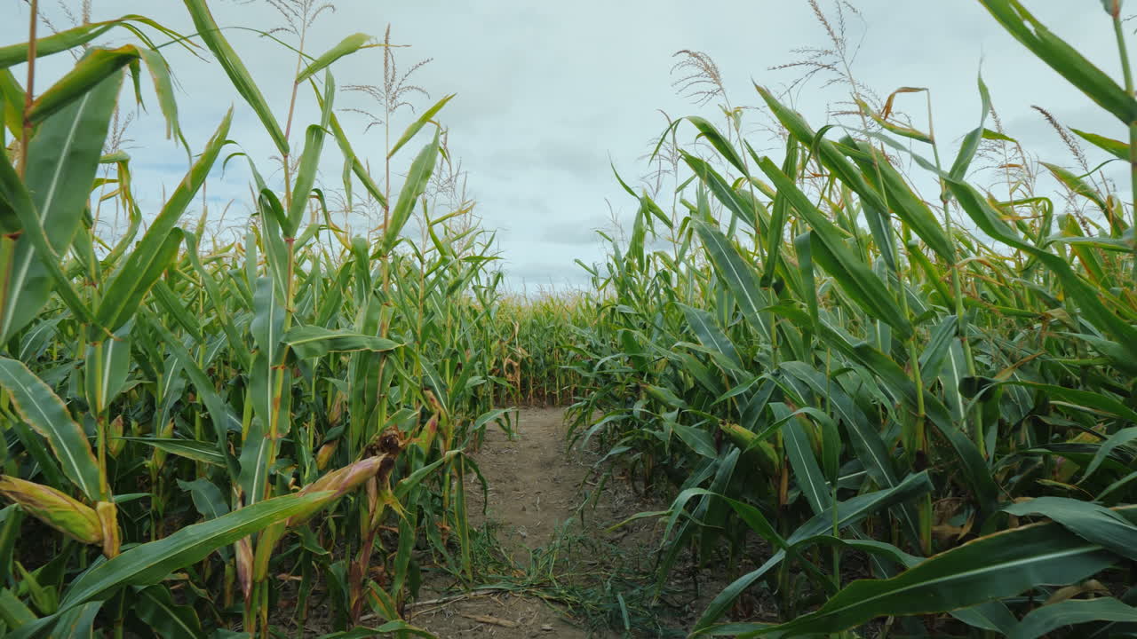 Walk Down The Corridor In High Corn Labyrinth Of Corn Plants On ...