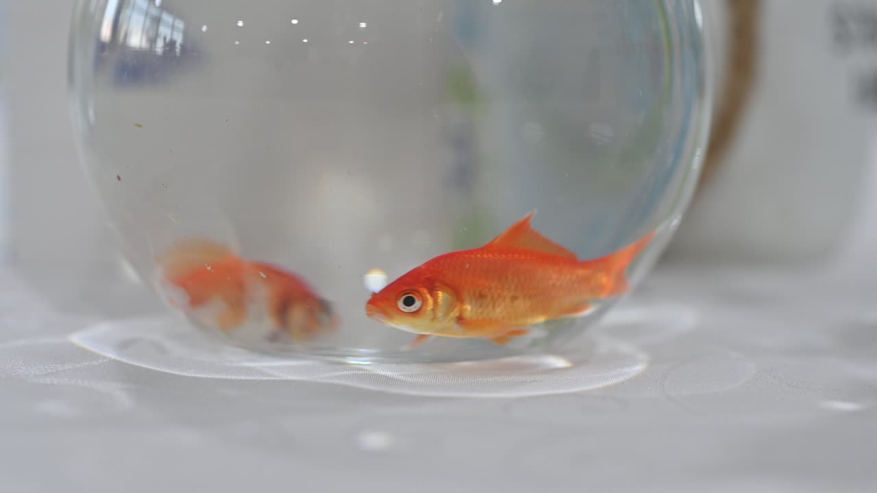 Premium stock video - A close-up of a goldfish inside a fishbowl, gold ...
