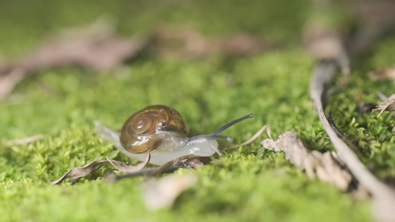 Slow Snail Sliding Across A Mossy Green Surface Free Stock Video ...