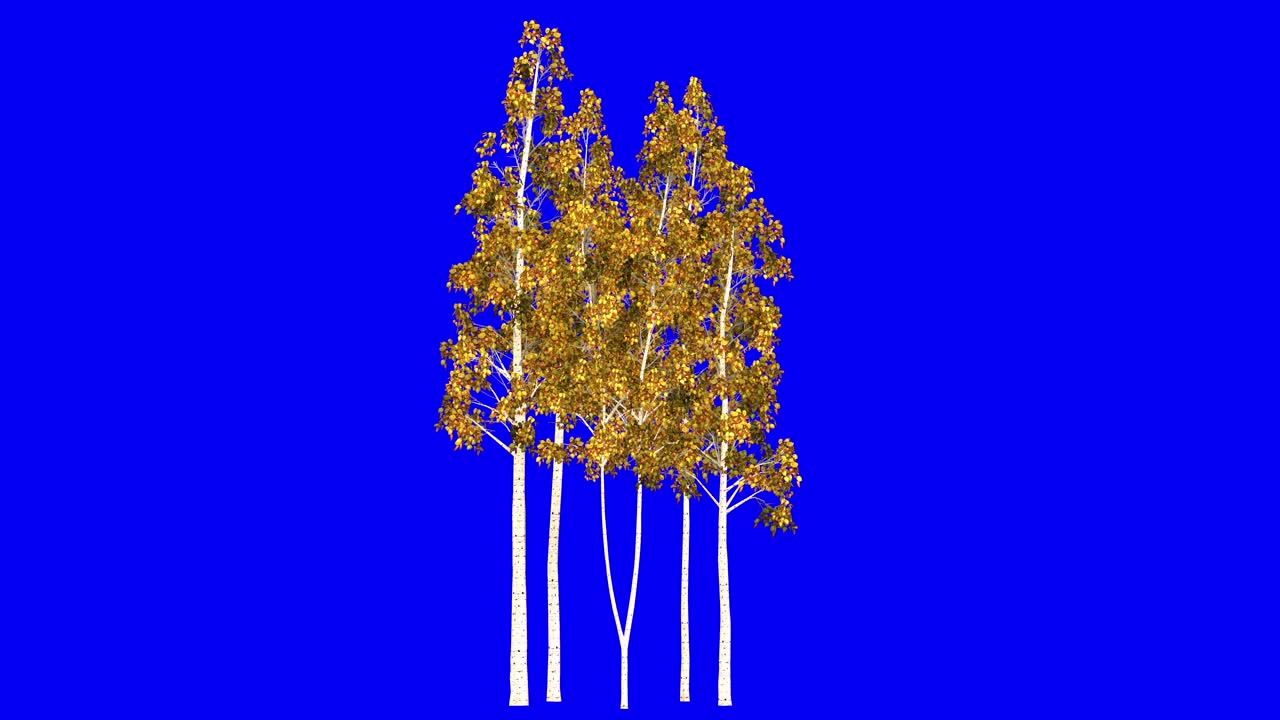 Premium stock video - 3d european aspen tree cluster in autumn fall ...