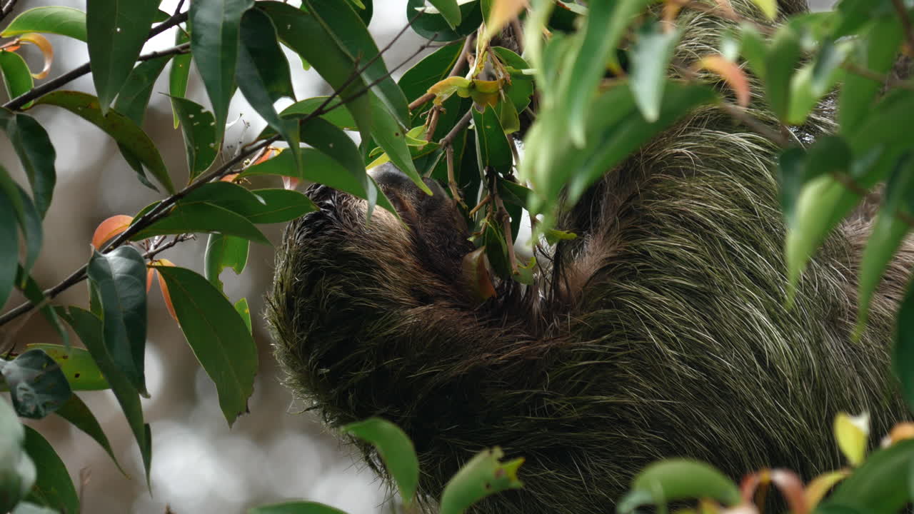 Free stock video - Sloth meditation in costa rican trees.