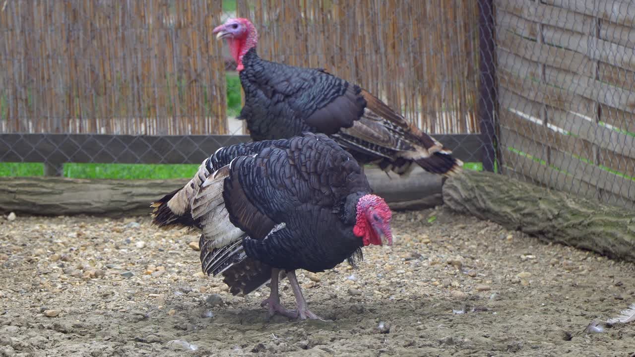 Two domestic turkeys pecking from the ground in an outdoor enclosure ...