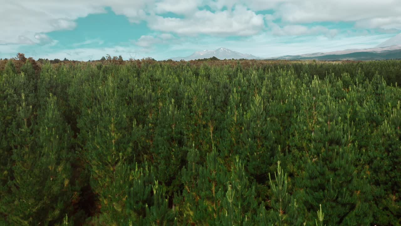 Planted Pine Tree Forest In New Zealand With Distant Mount Ruapehu ...