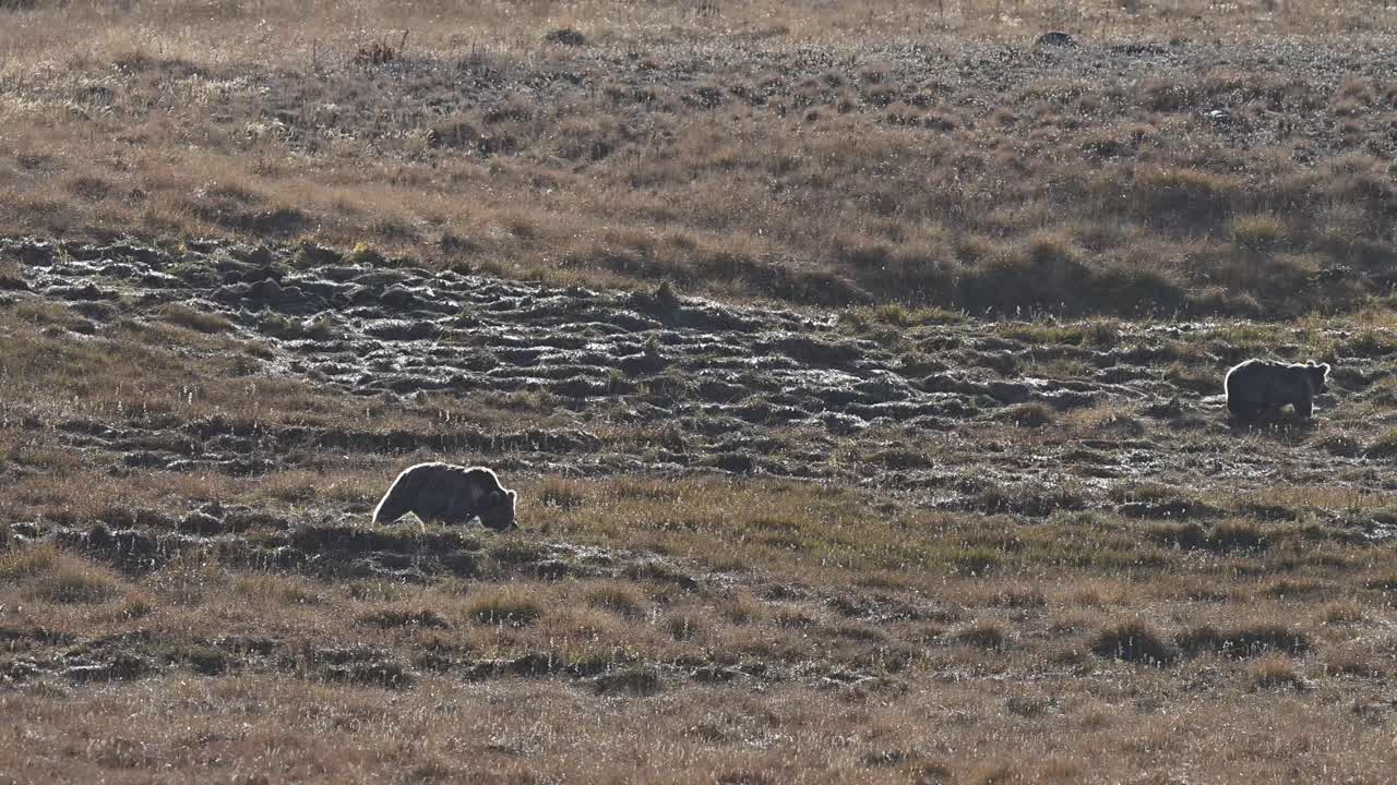 Himalayan brown bear grazing in deosai national park Premium Stock ...
