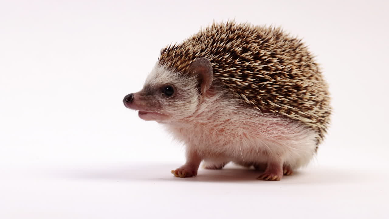 Premium stock video - Hedgehog sniffing around - close up on face ...