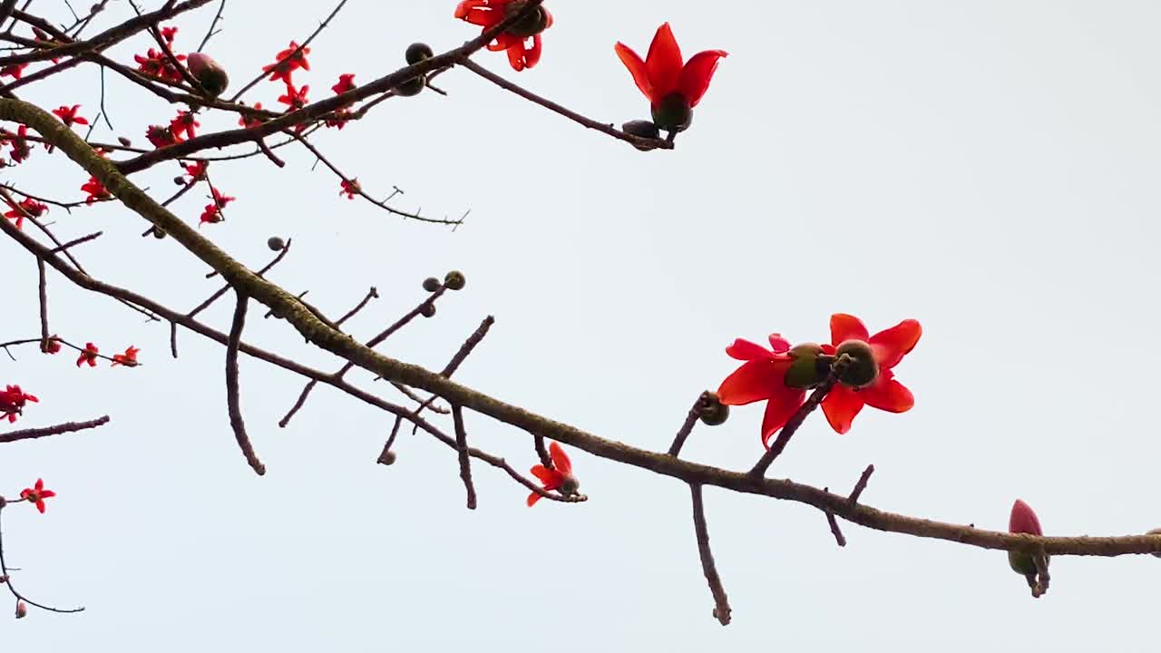 Rotating medium shot of shimul flower falling from red silk cotton tree ...