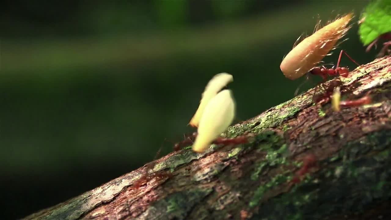 Leafcutter Ants Move Across A Tree Branch Free Stock Video Footage ...