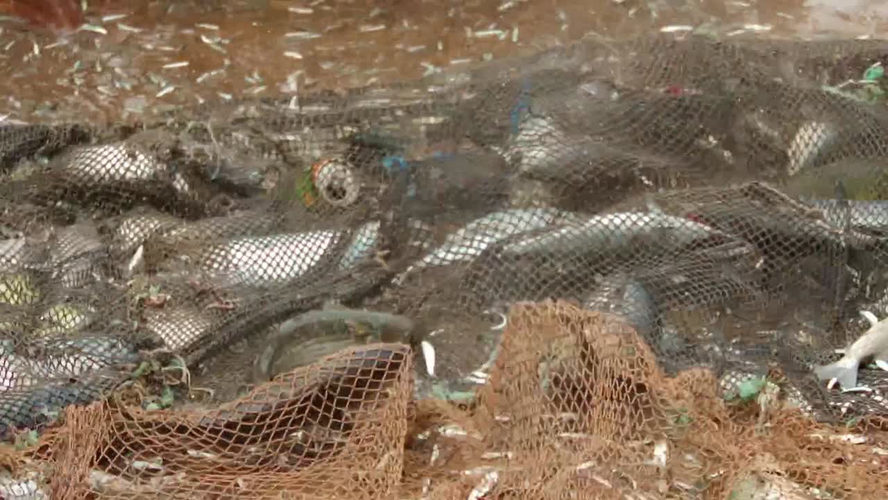 Close-up of a fishing net full of thrashing fish on a beach in sao tome ...