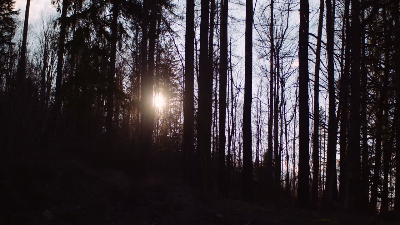Premium stock video - Sunset in forest in early spring