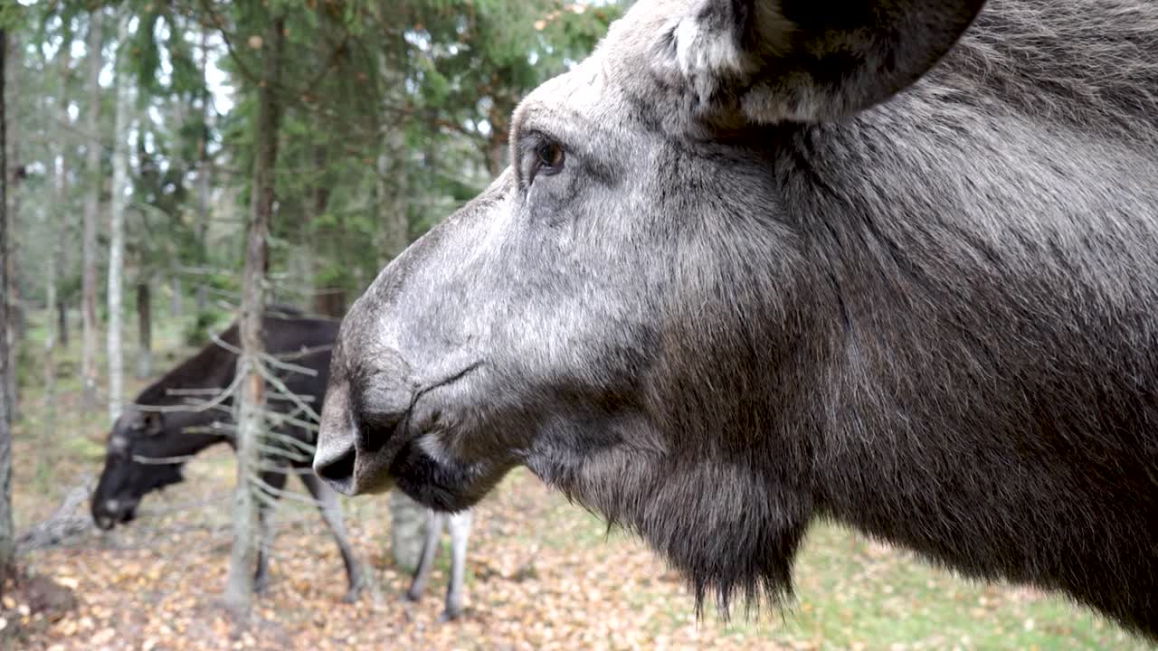 Premium stock video - Close up of a moose chewing food with a second ...