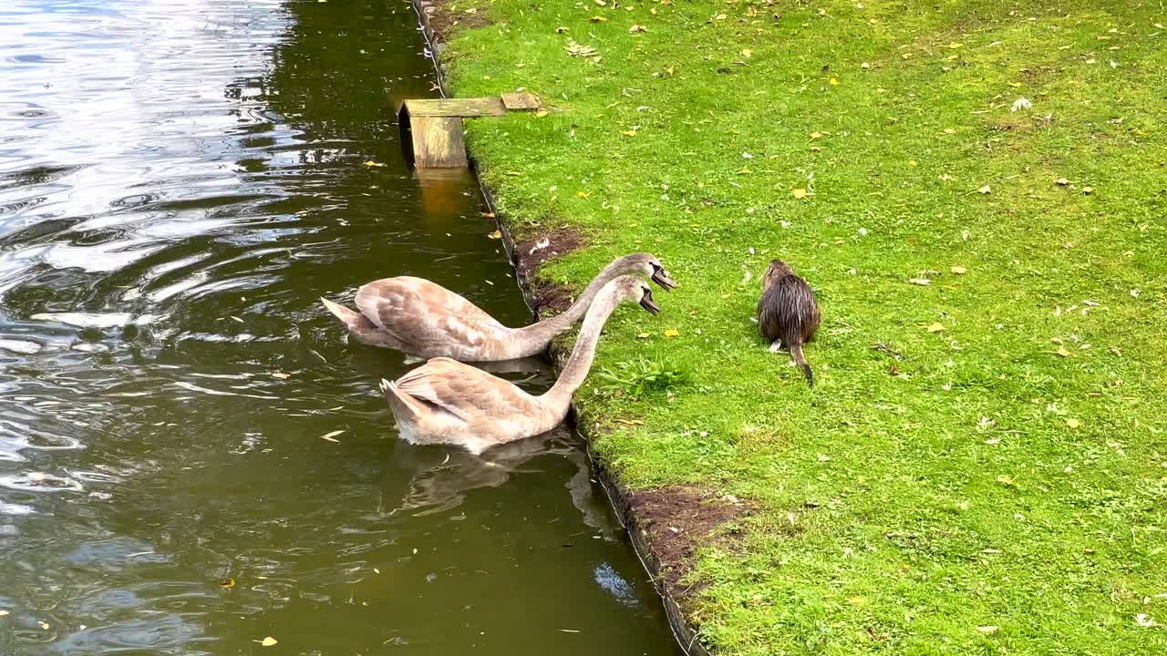 Angry Swans On River Shore Screaming And Fighting Against Calm Nutria ...