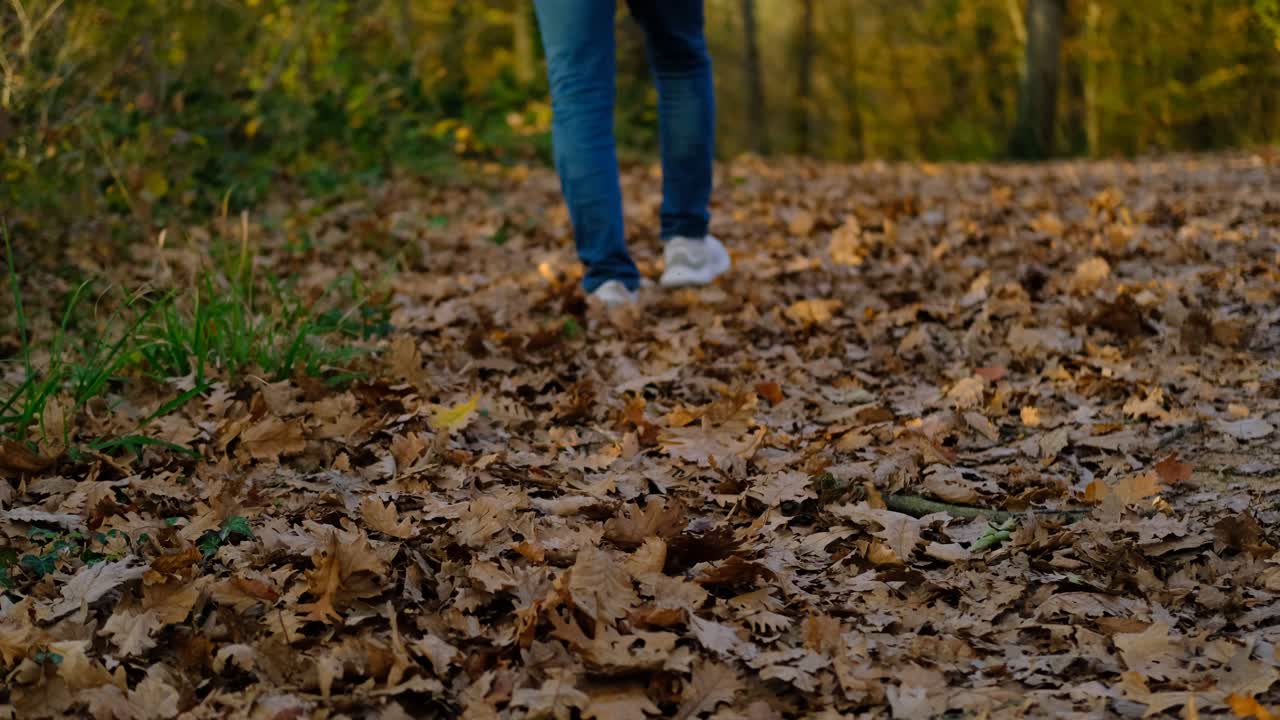 Premium stock video - Single man in fall forest