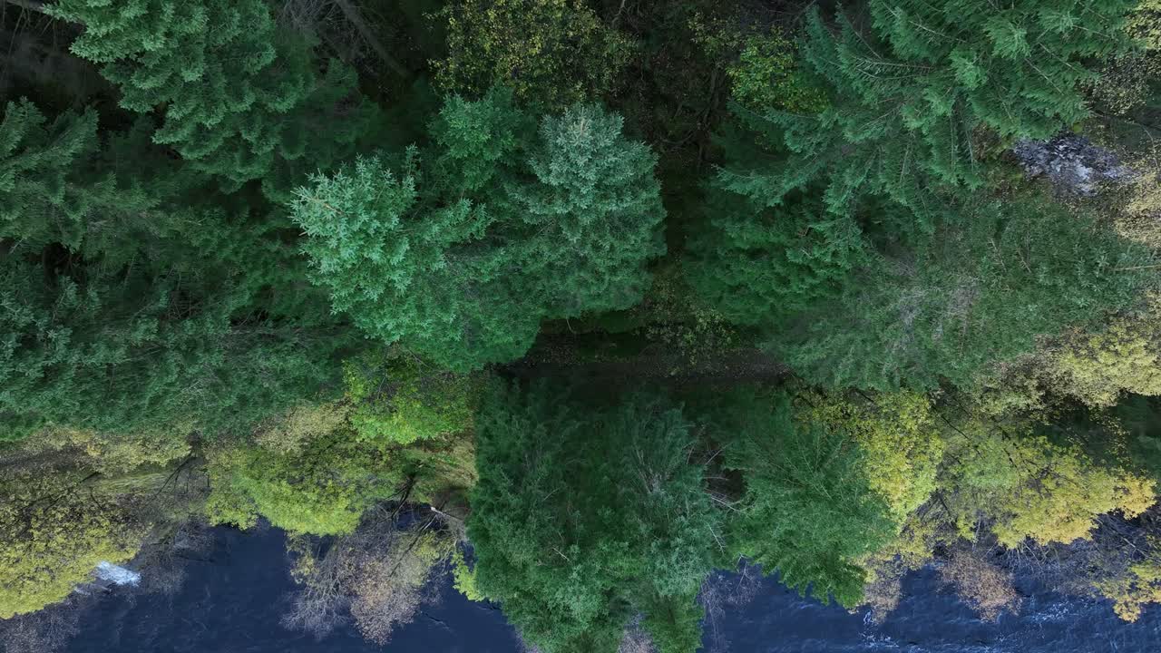 Premium stock video - Autumn forest road below tall trees, beside sea ...