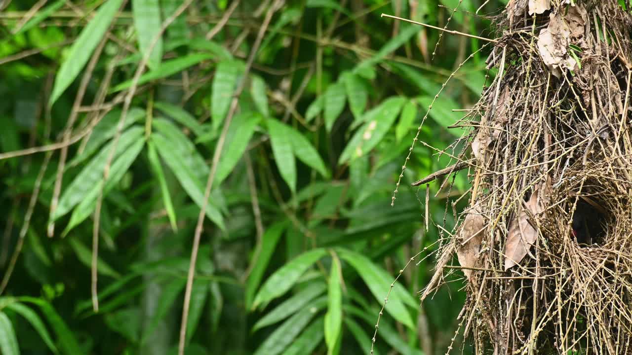 Spinning Nest Counter Clockwise Revealing A Nesting Bird Looking Out ...