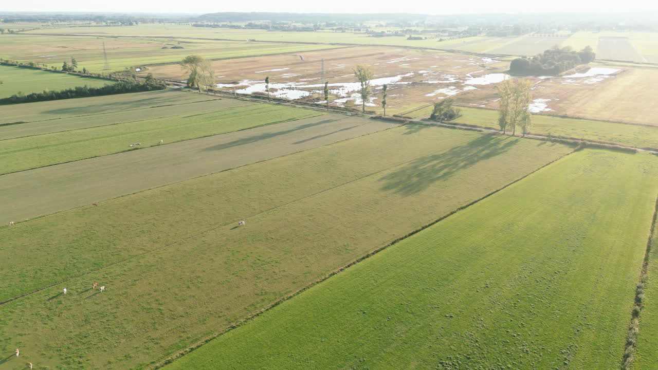 Dutch Farmland With Cows Bordering A Nature Water Reserve Aerial ...