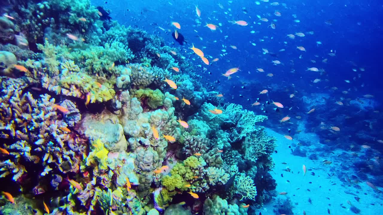 Premium stock video - Coral reef wild life seen during diving