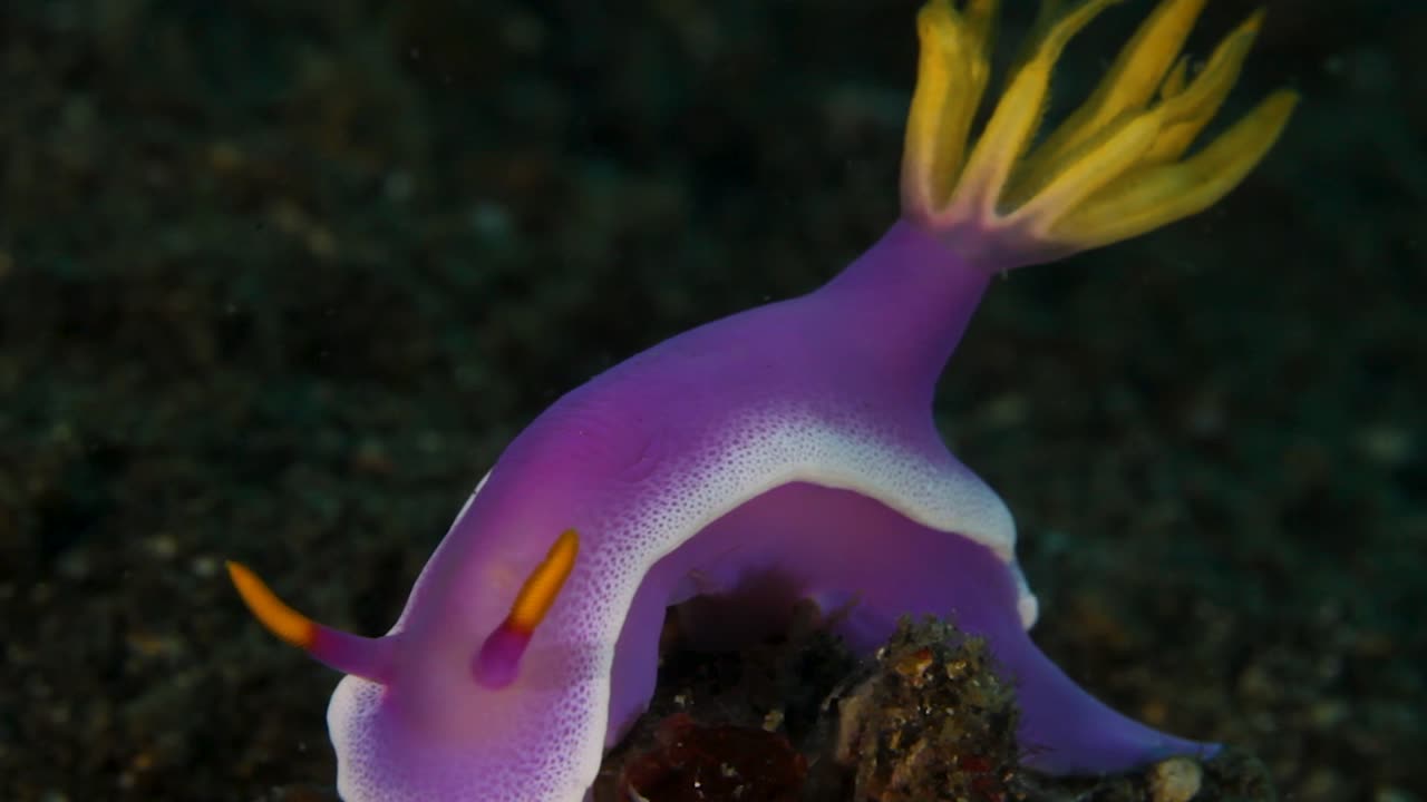 Vidéo de stock Premium - Incroyable limace de mer nudibranche colorée ...