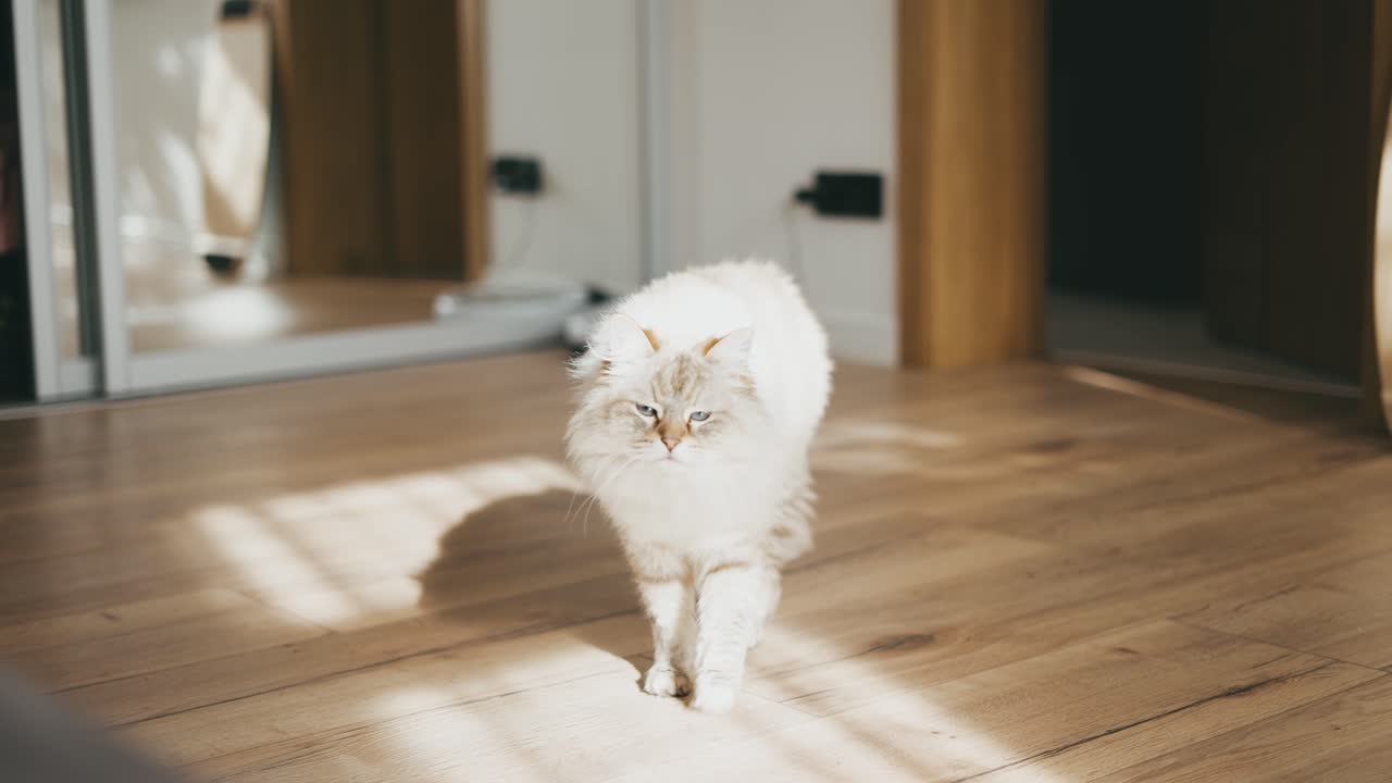 Domestic cat walking home in contemporary interior in sunlight Premium ...
