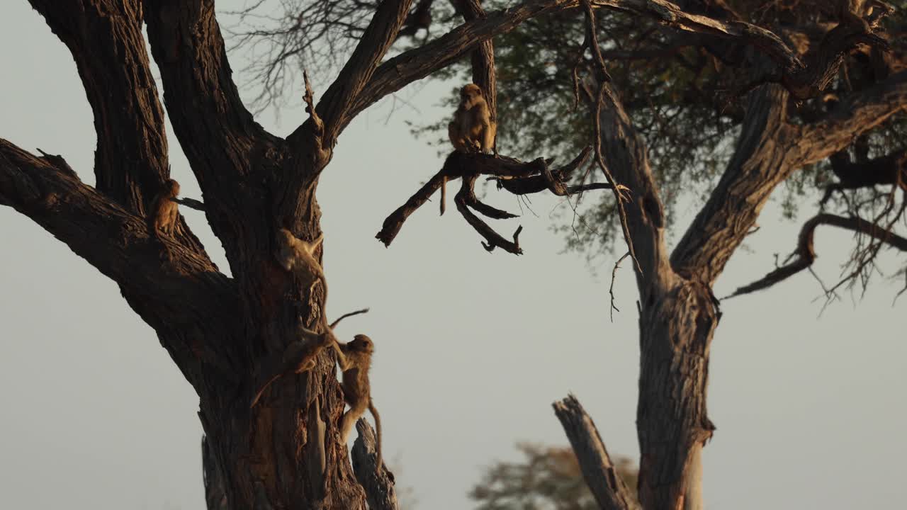 Premium stock video - Young baboons having fun in a tree in morning ...