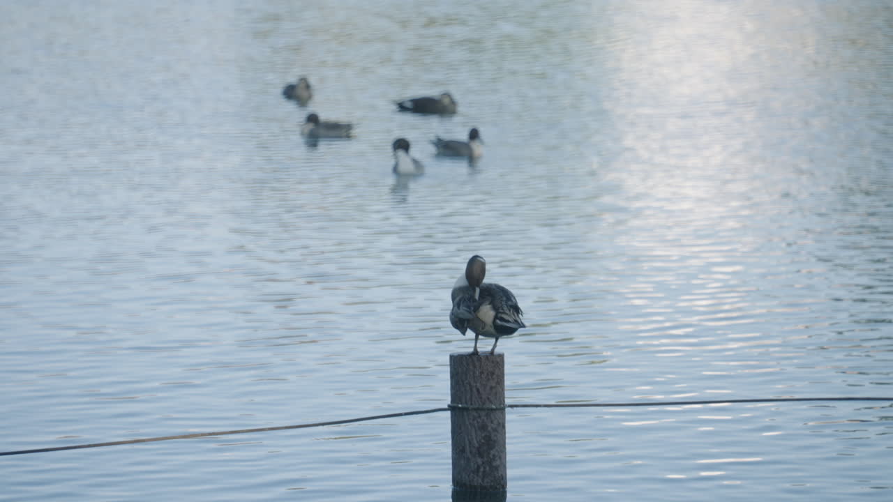 Premium stock video - Northern pintail duck preening feathers on wooden ...