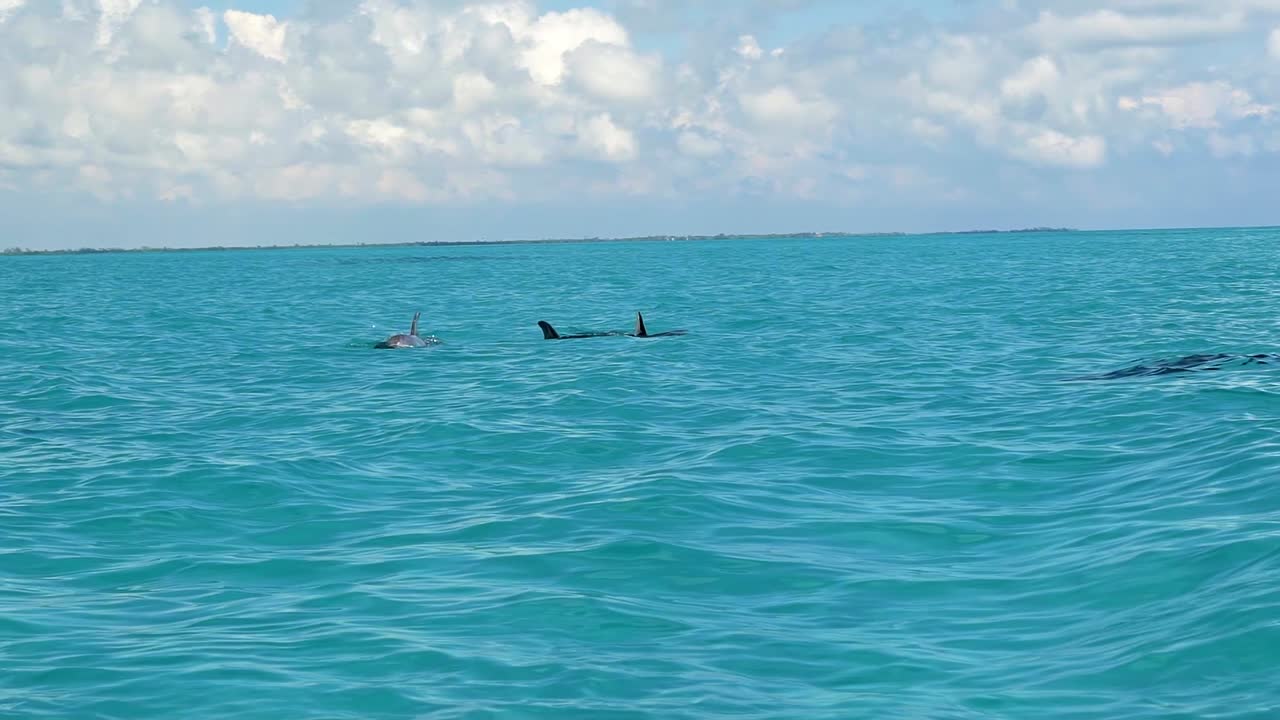 A pod of wild dolphins swimming along on a dolphin sightseeing tour in ...