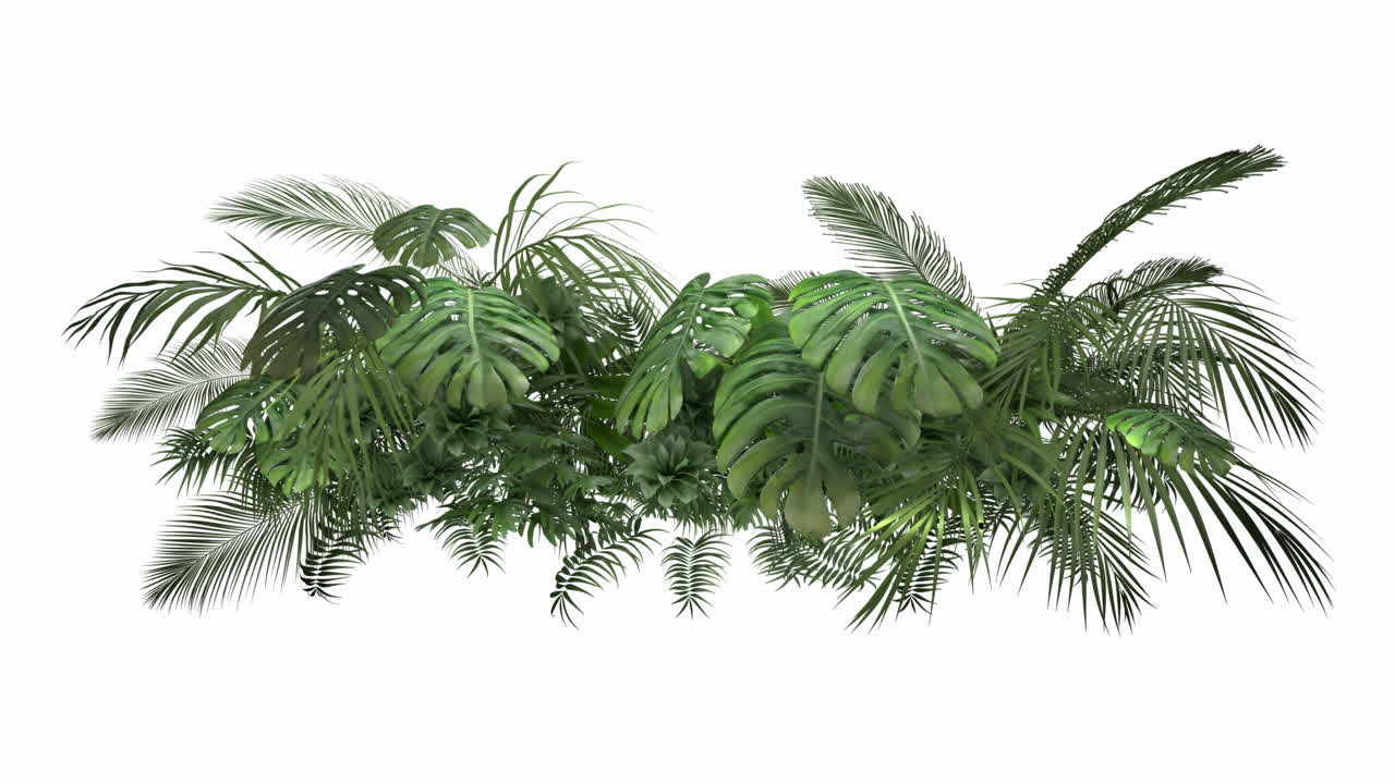 Tropical plant on an white background | Premium Stock Video Footage