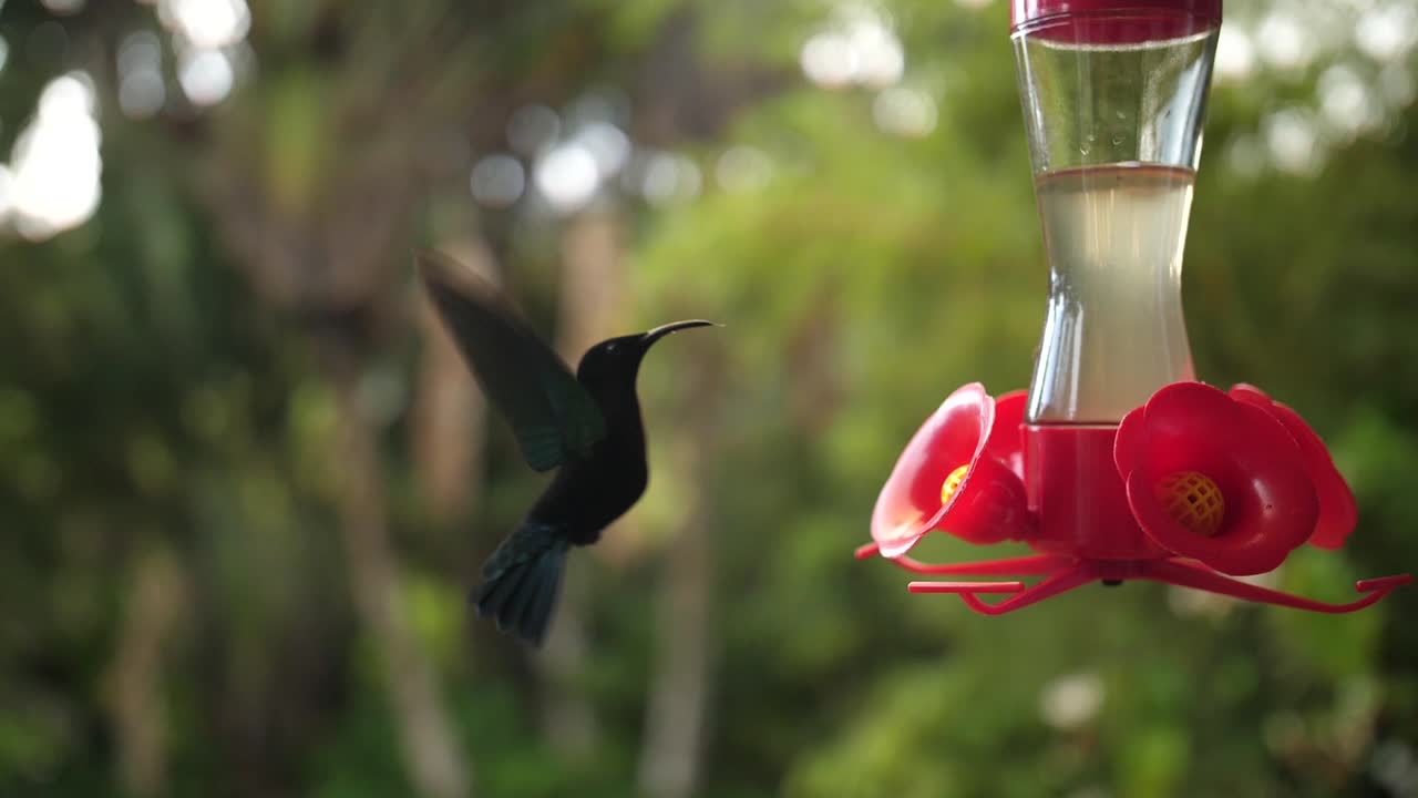 Free stock video - Humming-bird flying and eating drinking nectar in ...