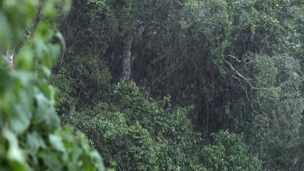 Rainforest_heavy rain falling on thick brush covered hillside ...