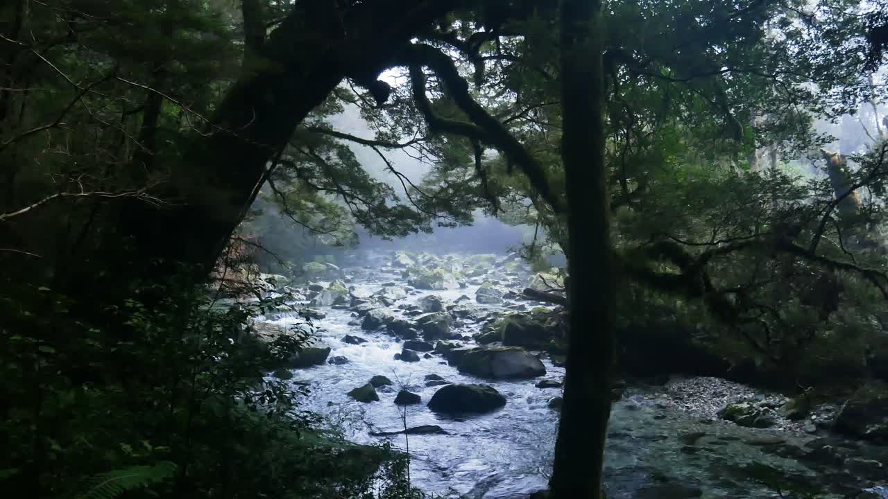 Mystical River Flowing In Dense Rainforest During Misty Day,pan Shot ...