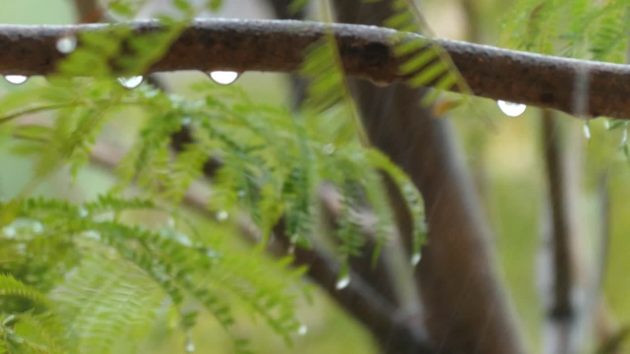 Drops Falling From A Tree Branch During The Rain Free Stock Video ...