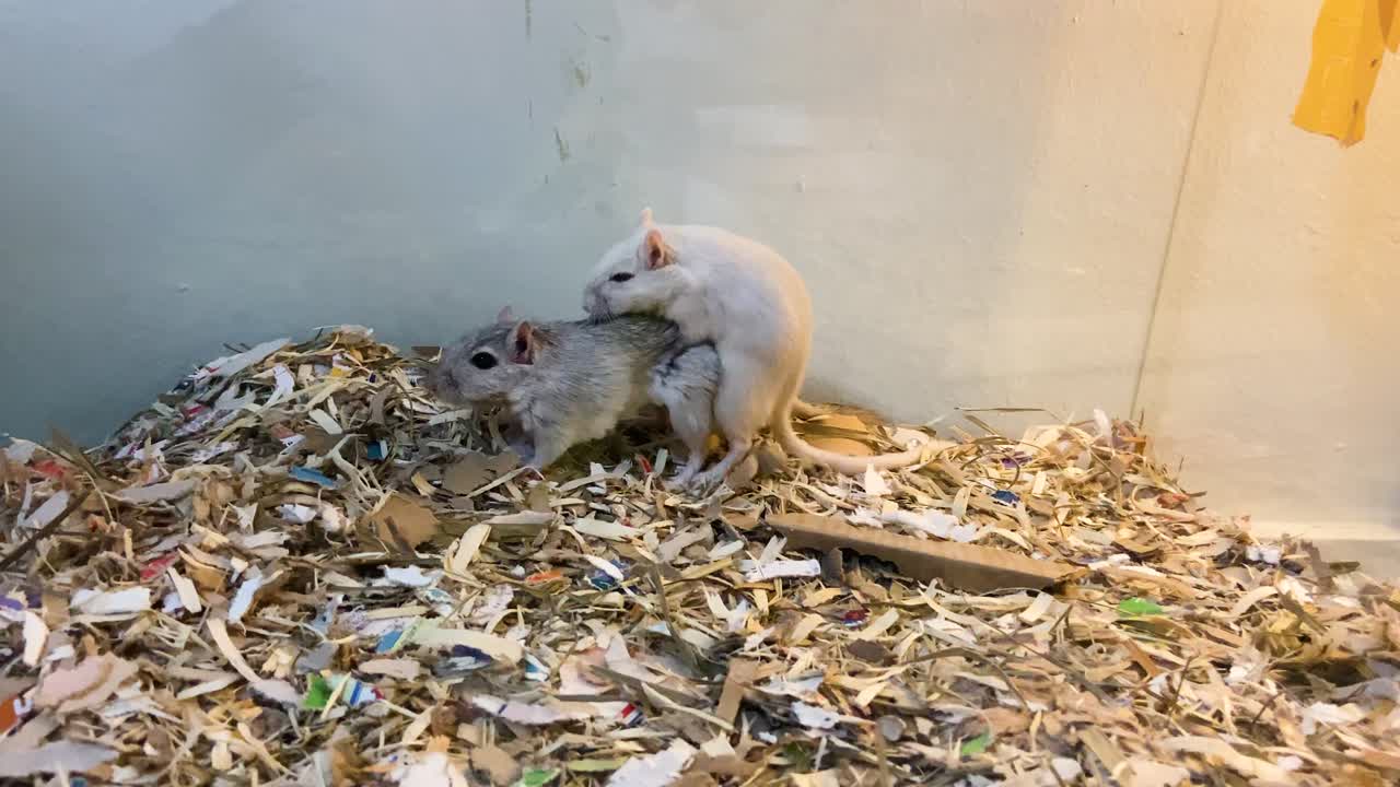 Male Gerbil Chasing Female Gerbil During Mating Inside The Cage Free ...