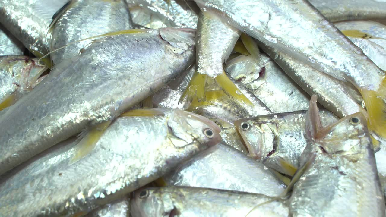 Premium stock video - Different types of fish selling in market