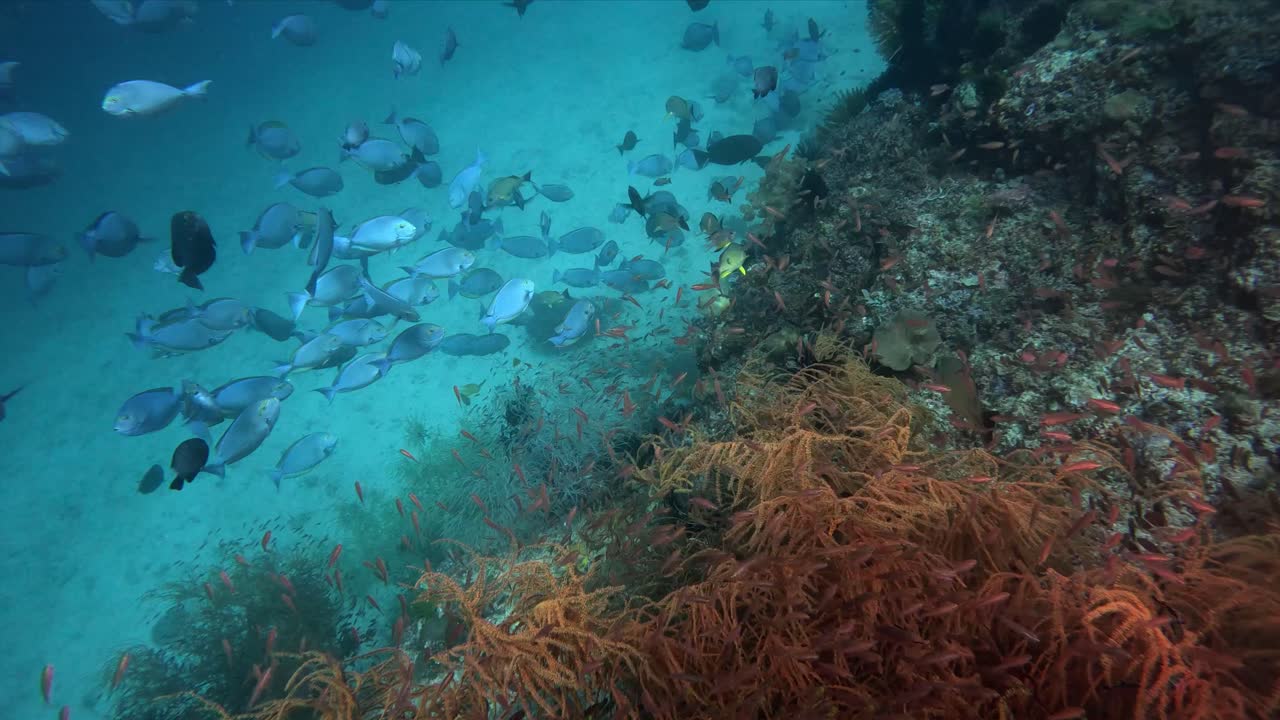 Premium stock video - Healthy and busy tropical coral reef with many ...