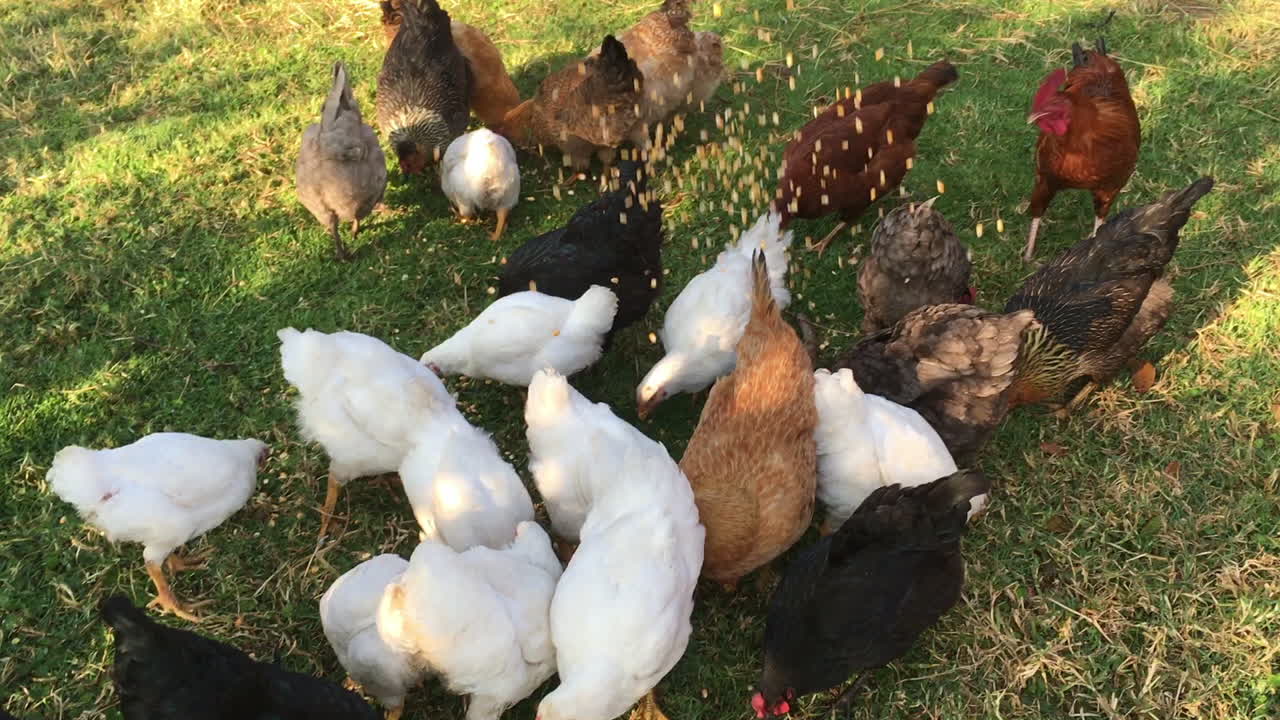 Premium stock video - Throwing corn to feed chickens in a farm