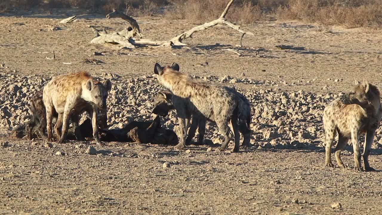 Premium stock video - A clan of african spotted hyenas scavenge carrion ...