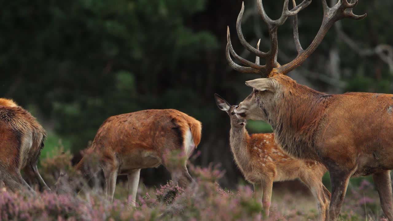 Premium stock video - Large red deer shakes antlers during rutting ...