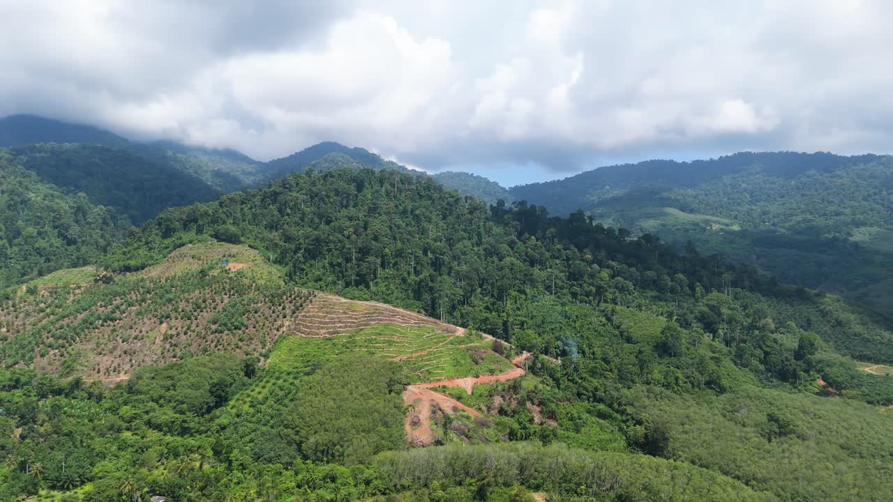 Premium stock video - Illegal deforestation of pristine rain forest ...